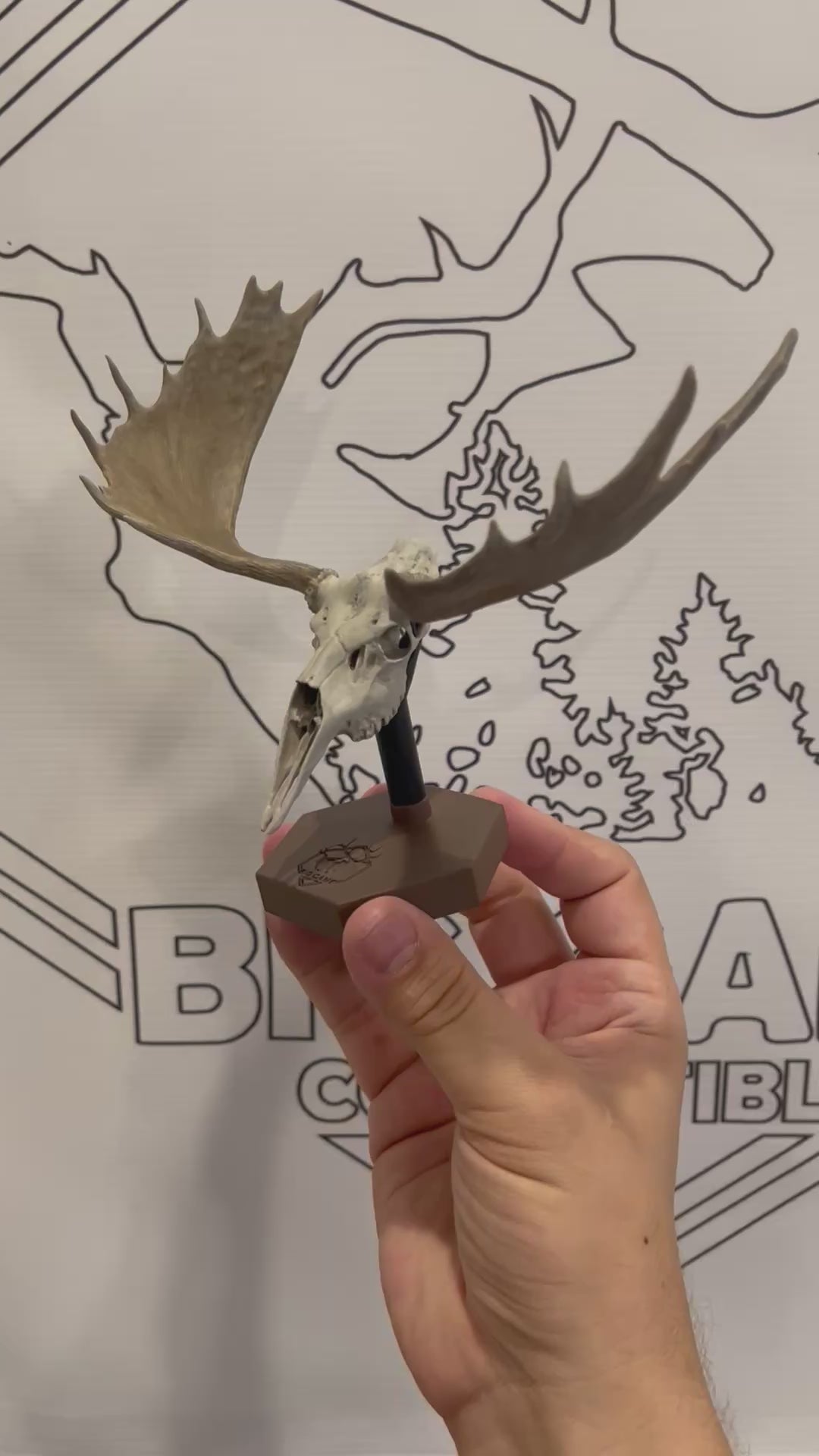Custom Bull Moose Euro Mount – Big Game Collectibles
